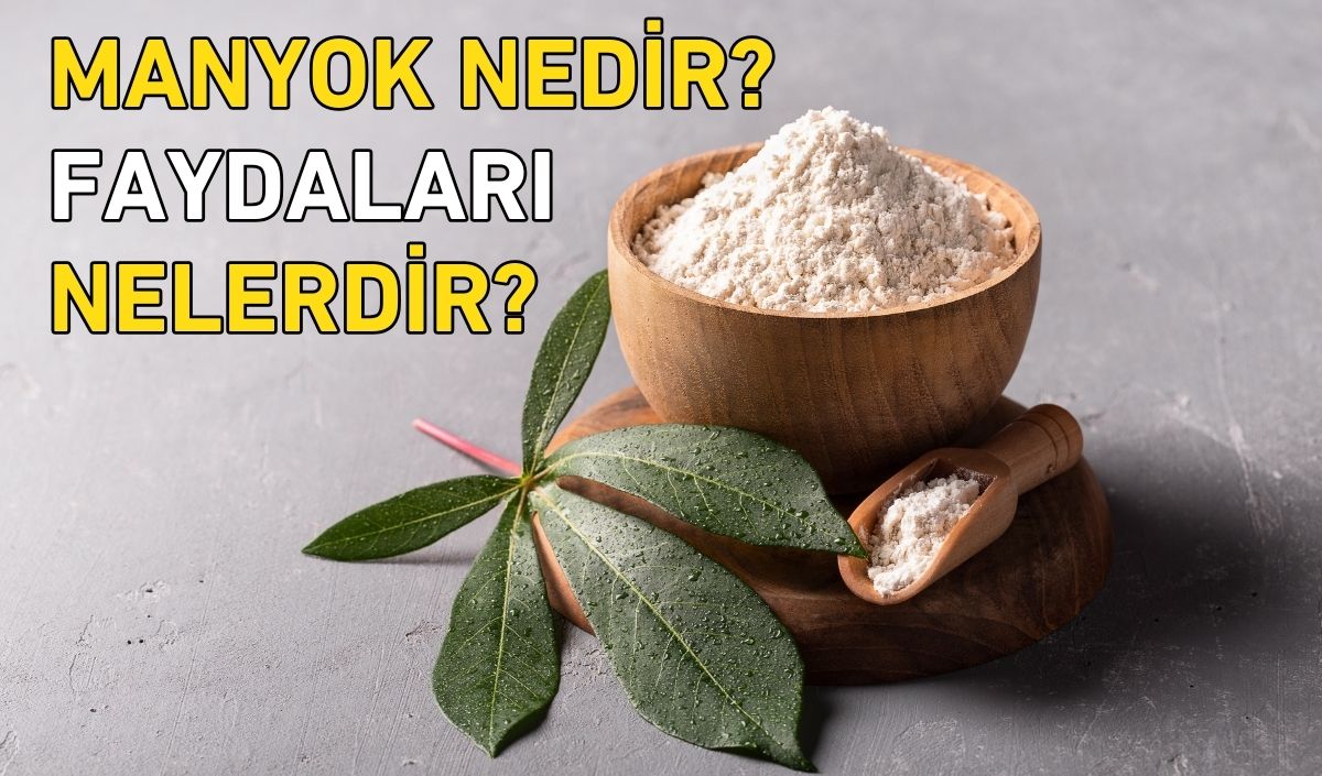 Manyok Nedir? Faydaları Nelerdir? - Kayseri Olay Haber Son Dakika